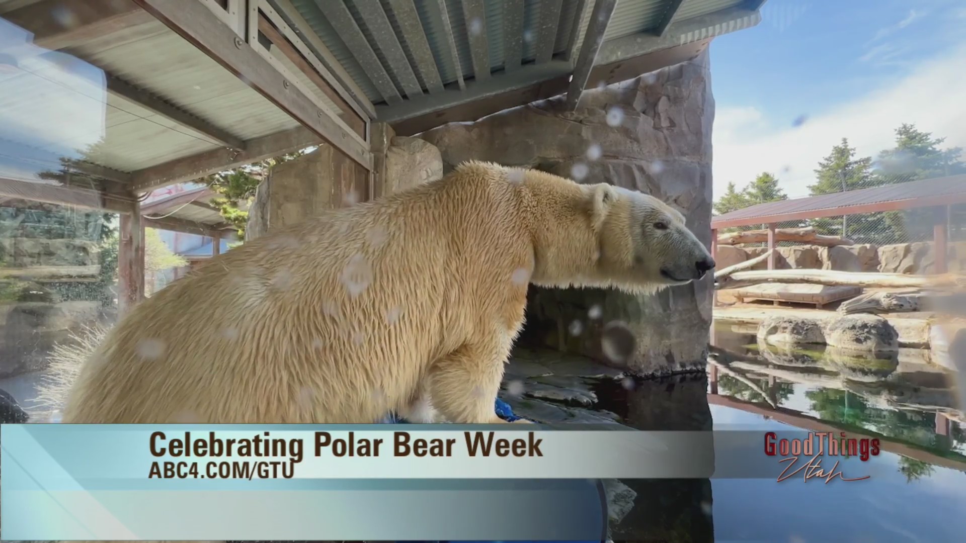 Utah’s Hogle Zoo Celebrates Polar Bear Week – ABC4 Utah