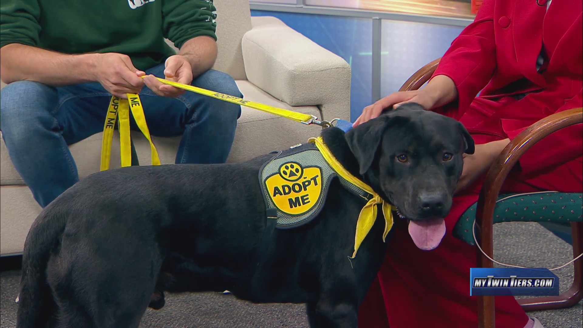 Pet of the Week: Sean, Animal Care Sanctuary – WETM – MyTwinTiers.com