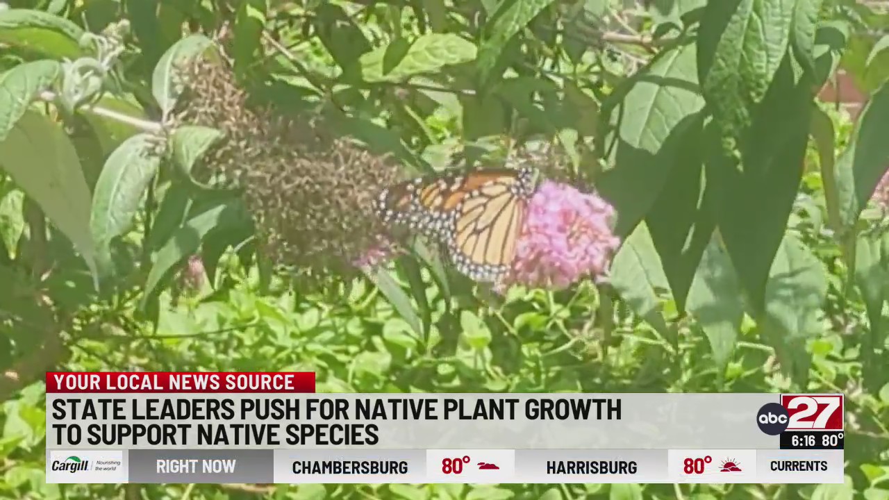 Growing native plants benefit all Pennsylvanians — especially the ...