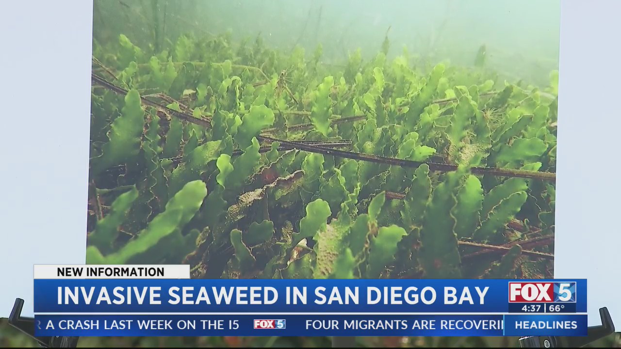 Aquarium thought to cause invasive seaweed outbreak – FOX 5 San Diego ...