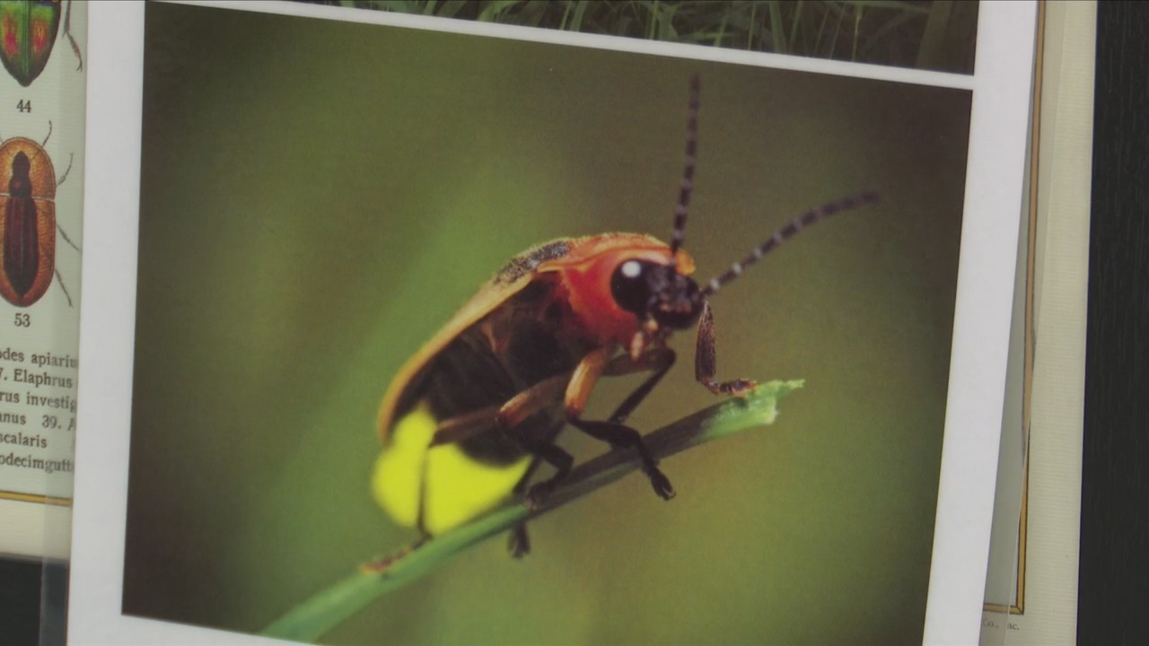 Firefly numbers on the decline? Local university professor weighs in ...