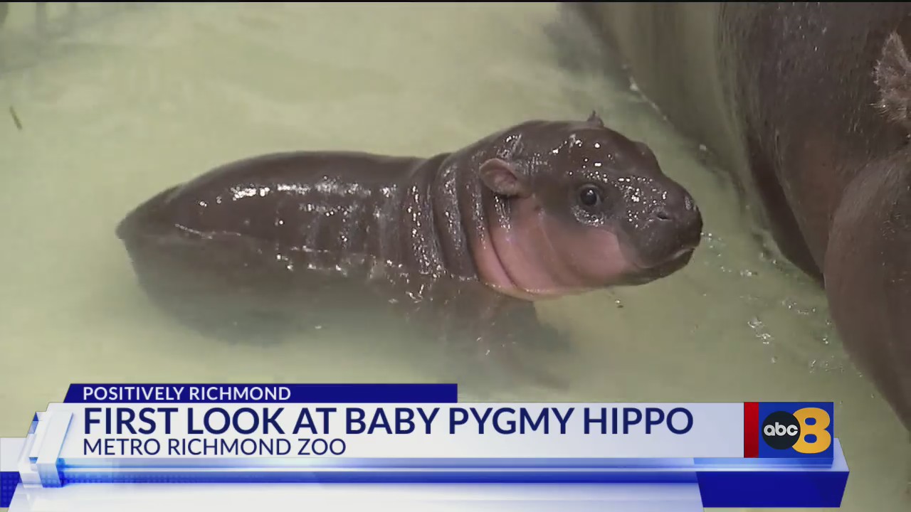 8News gets first up close look at Richmond’s new baby Pygmy hippo ...