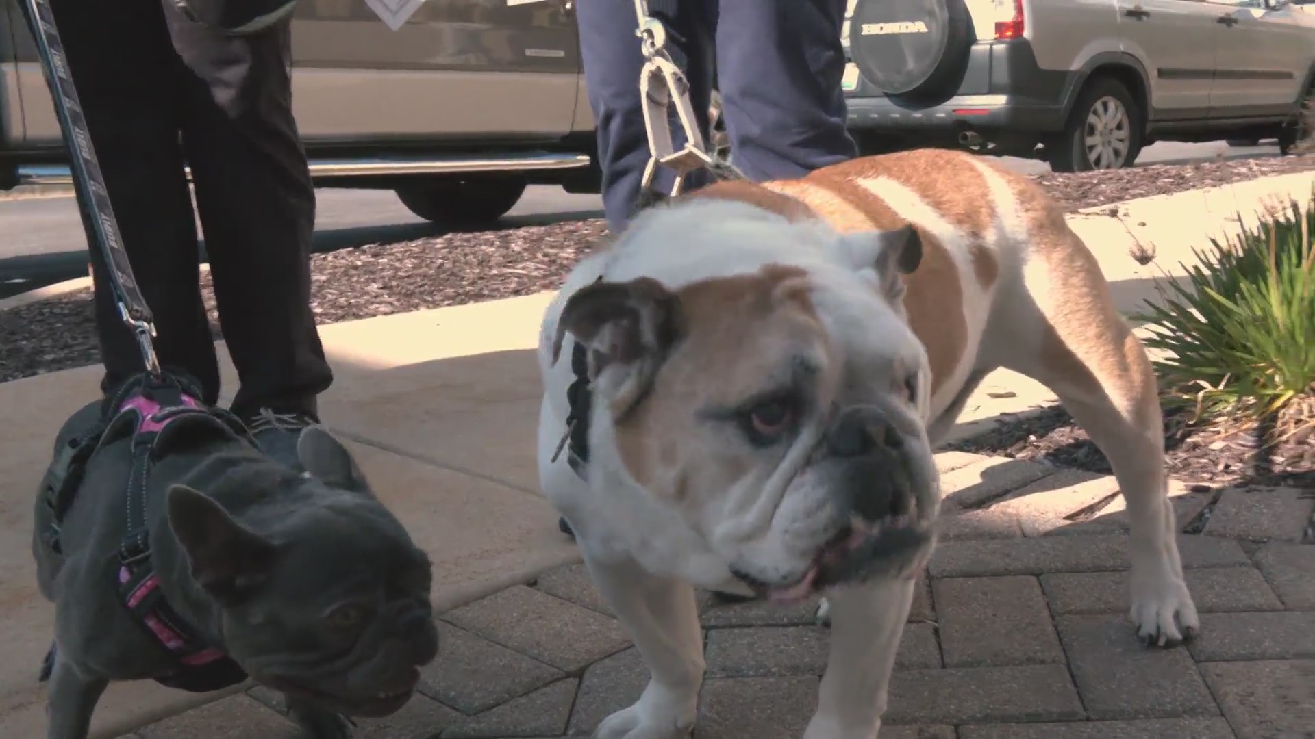 Priest blesses therapy dogs at OSF Hospital – MyStateline | WTVO News ...