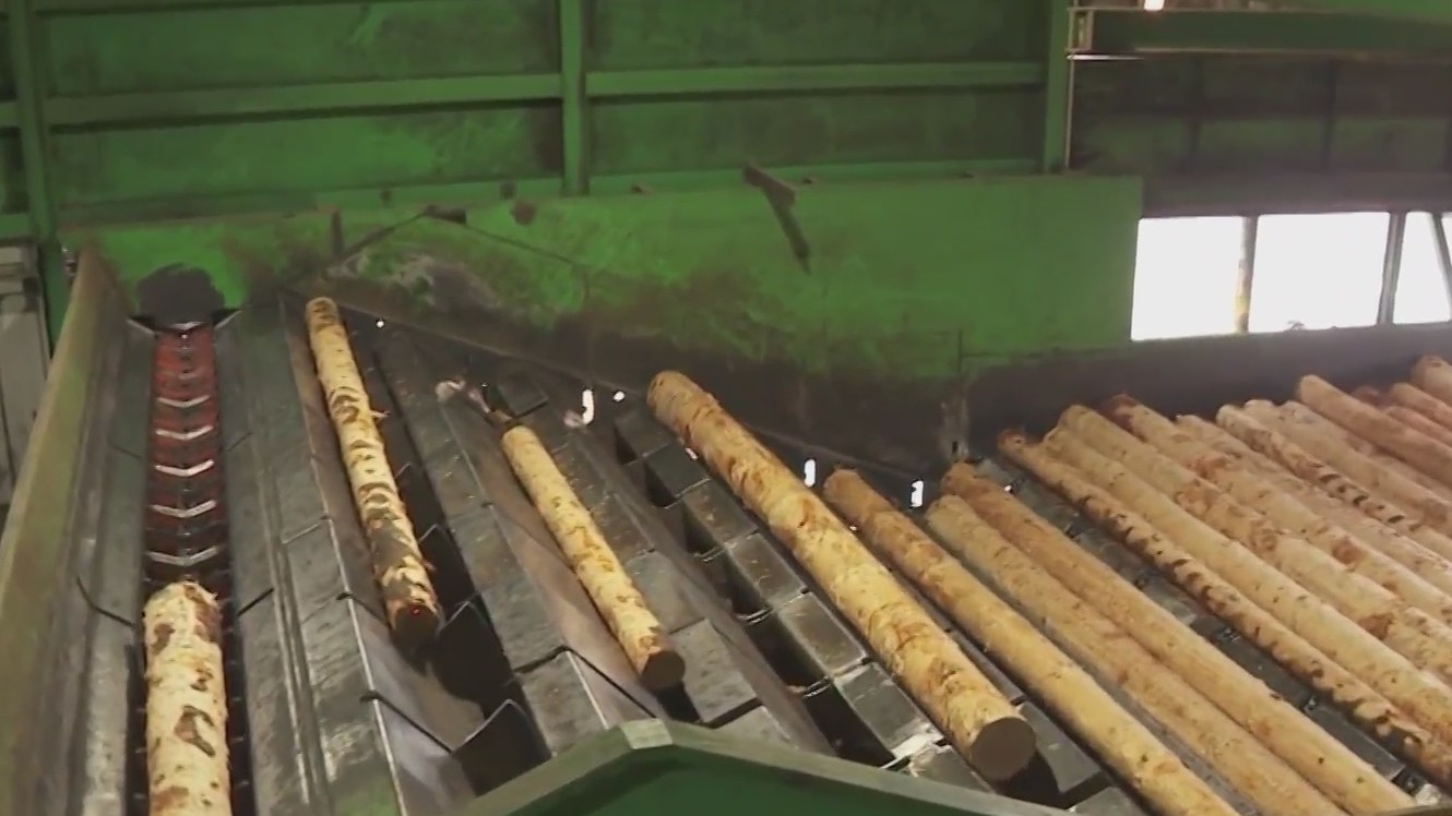 Trump pushes to revive American timber industry, creating environmental ...