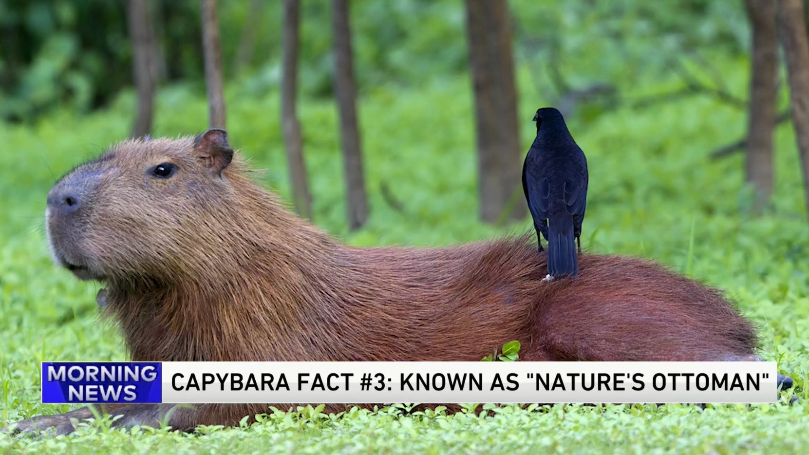 Today I Learned: Lauren’s capybara facts – WGN-TV