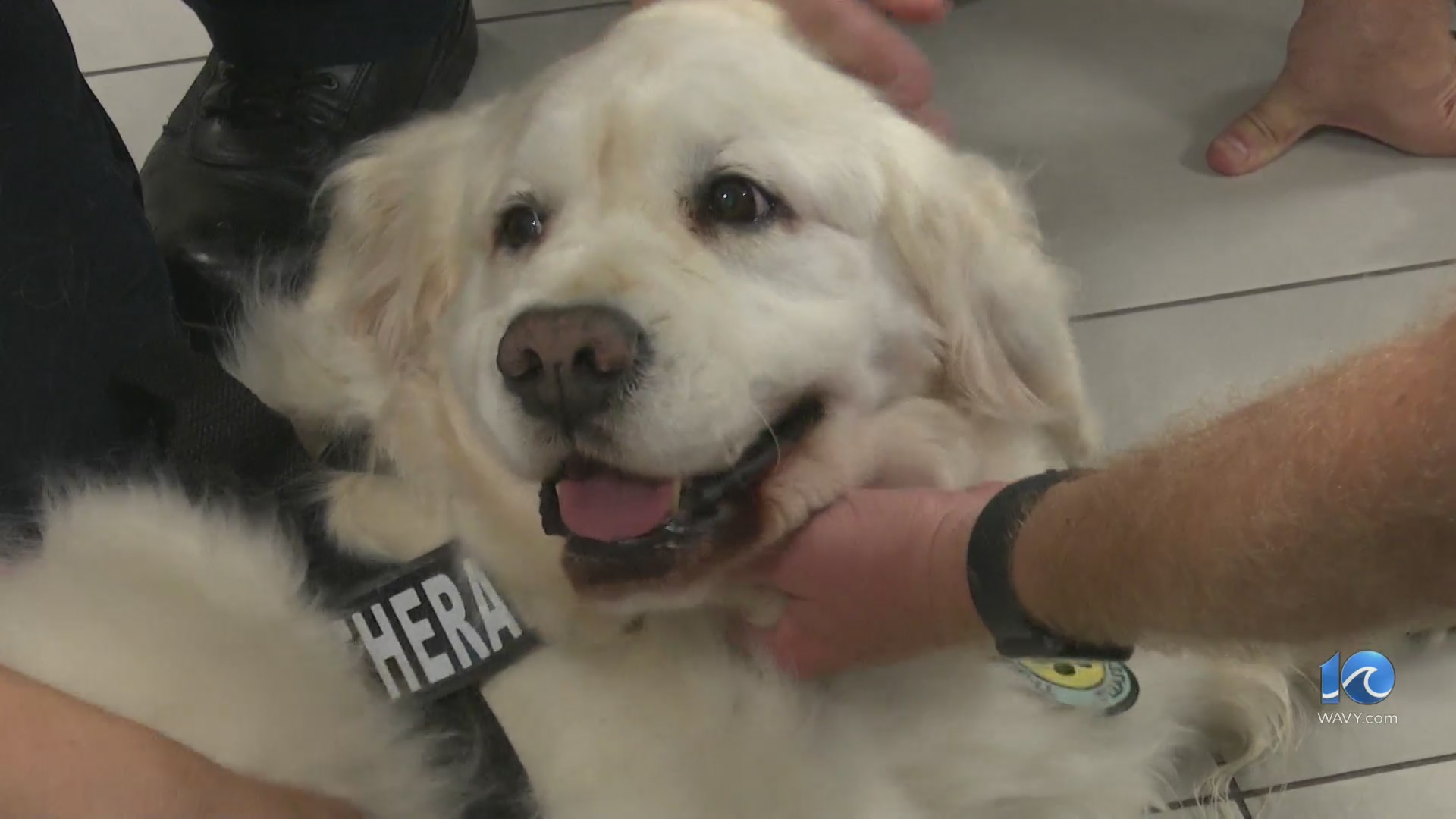 Virginia Beach EMS therapy dog program thriving – WAVY.com