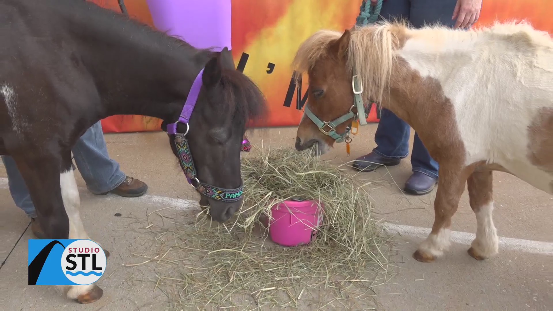 Mini horses with major impact at Exceptional Equestrians ‘Wine, Dine ...
