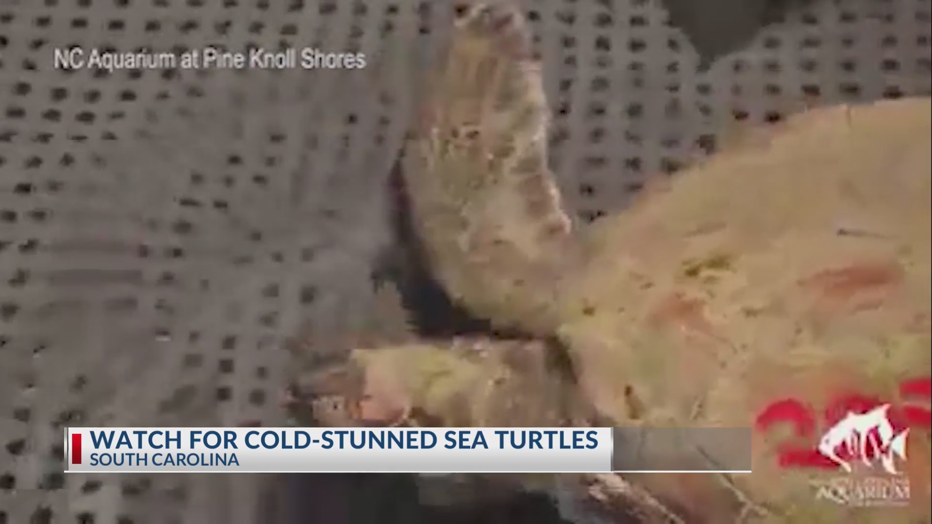 SCDNR: Keep an eye out for cold-stunned sea turtles as water ...