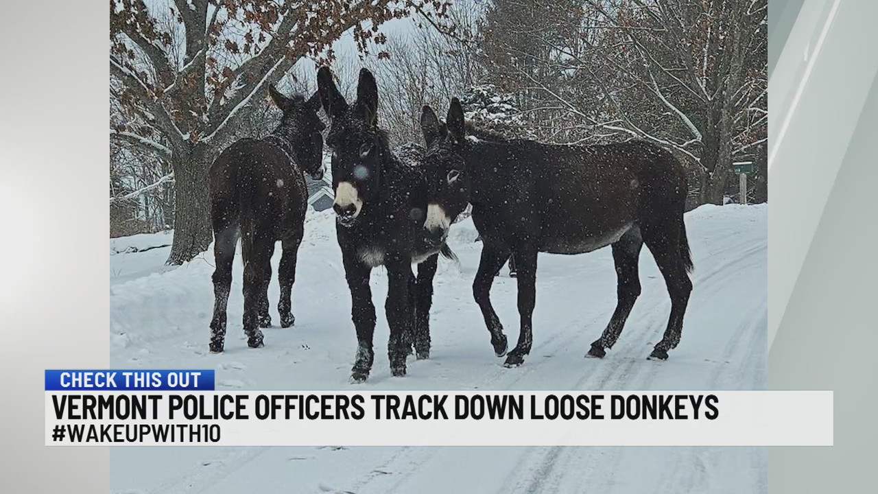 Vermont police officers track down loose donkeys – NEWS10 ABC