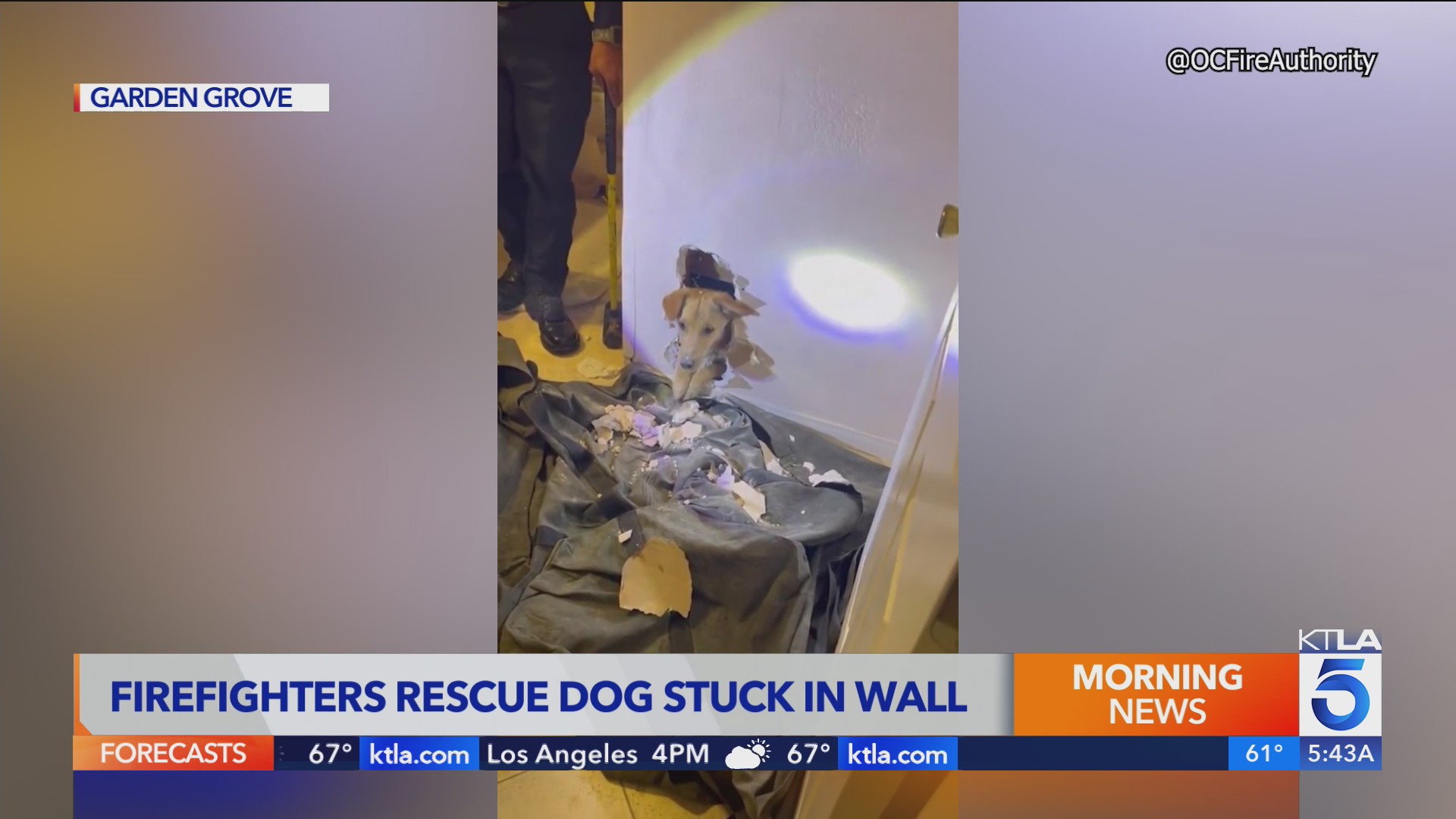 Dog trapped in wall after squeezing through crawlspace – KTLA