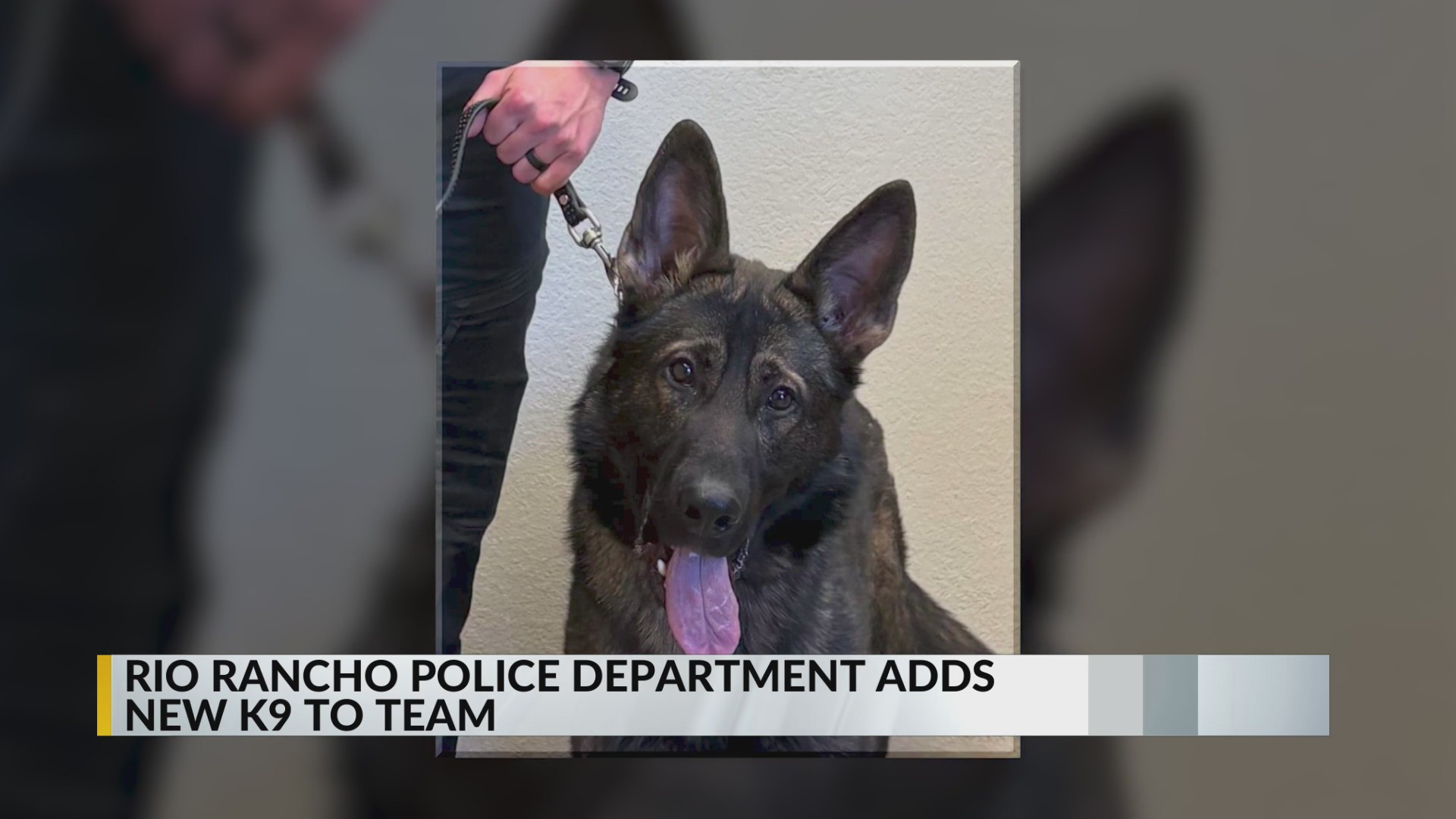 Rio Rancho Police Department welcomes new K9 to team – KRQE NEWS 13 ...