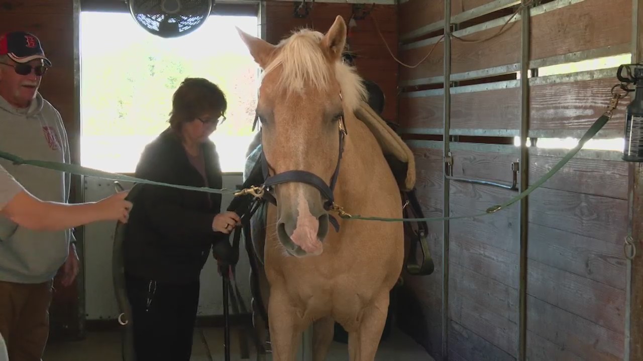 NYSID celebrates 50 years with therapeutic riding center – NEWS10 ABC