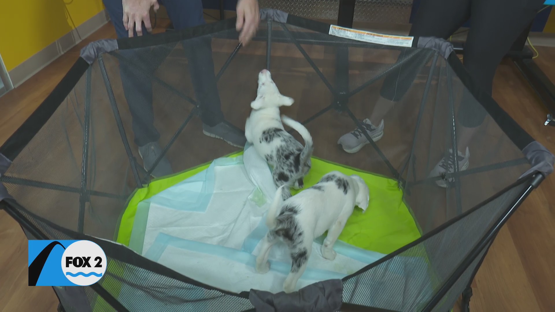 Tail Waggin’ Tuesday: Adopt these adorable furry friends! – FOX 2
