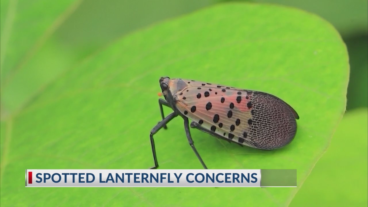 Spotted lanternfly outbreak prompts quarantine in Ohio – NBC4 WCMH-TV