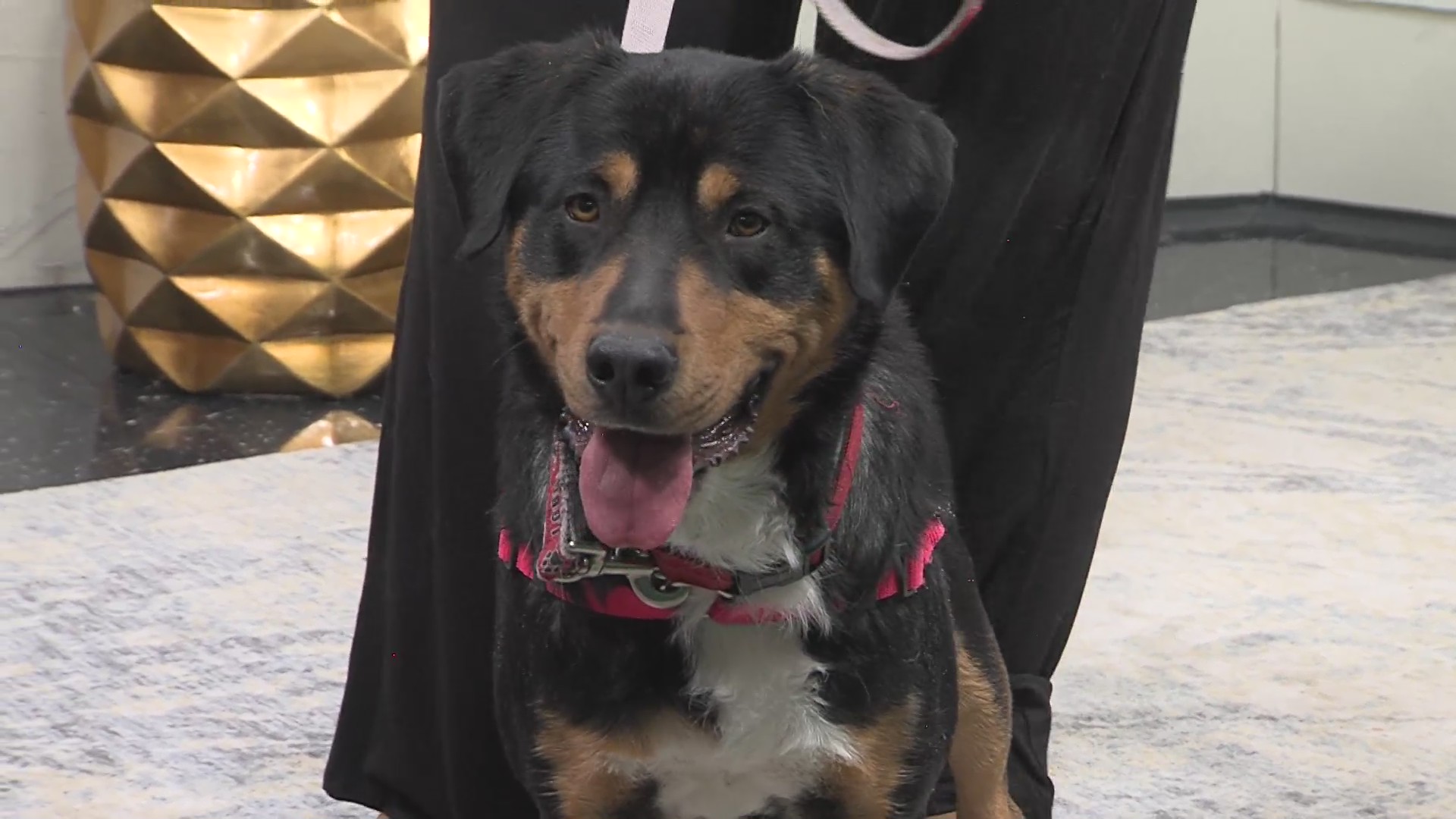 Meet Mr. Wiggles Animal Humane New Mexico’s Pet of the Week – KRQE NEWS ...