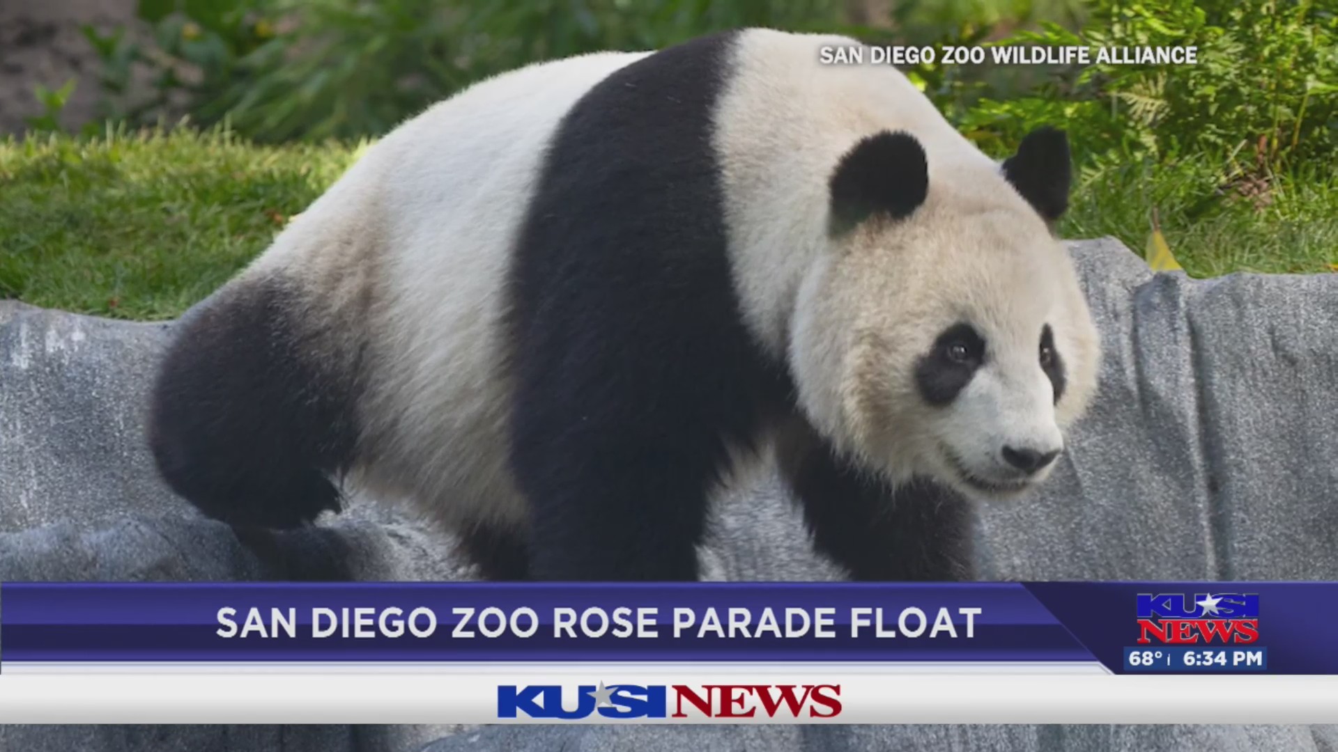 San Diego Zoo Rose Parade float to honor historic giant pandas – FOX 5 ...