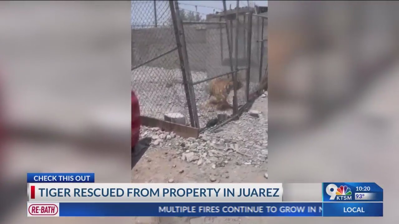 Authorities seize tiger kept behind chain-link in junkyard – KVEO-TV