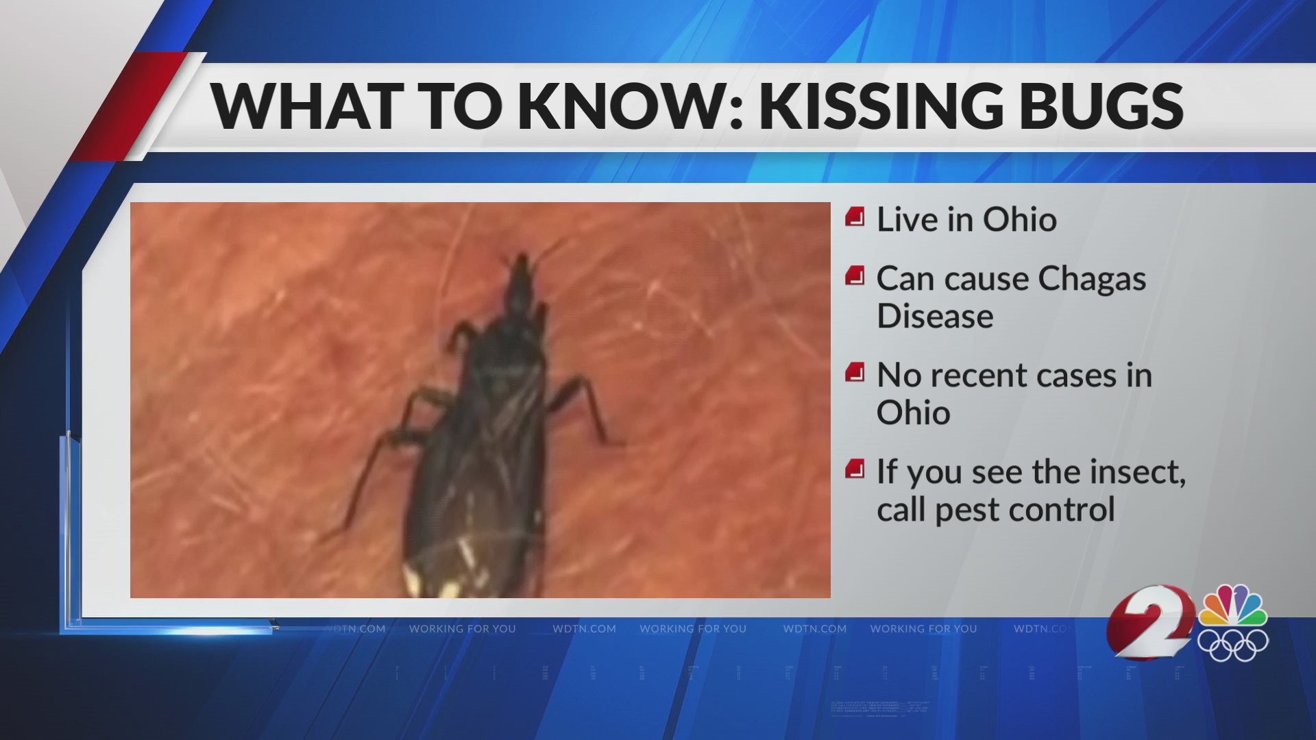 ‘Kissing bugs’ that can cause Chagas Disease live in Ohio – WDTN.com