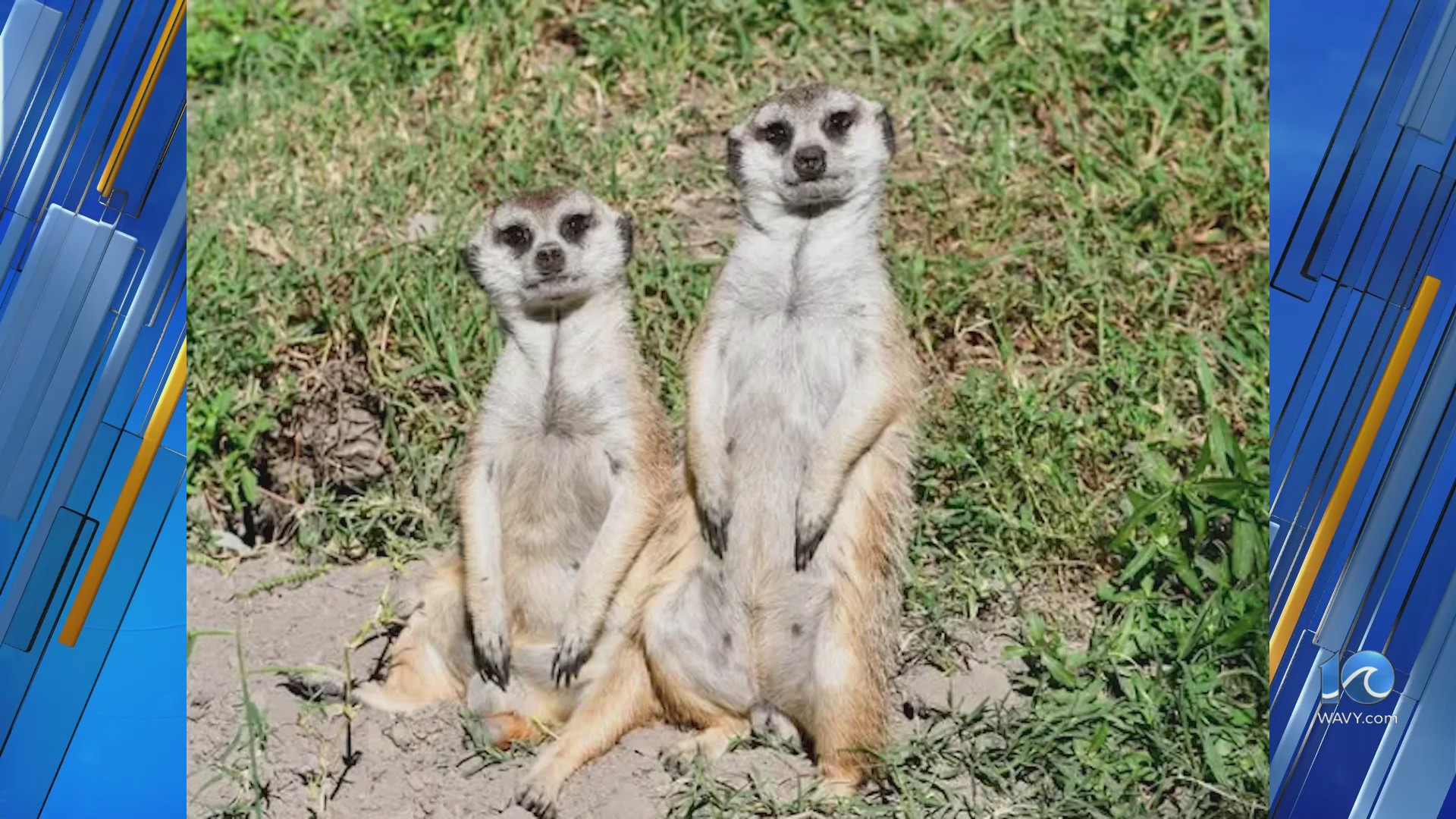 Virginia Zoo announces death of two slender-tailed meerkats – WAVY.com