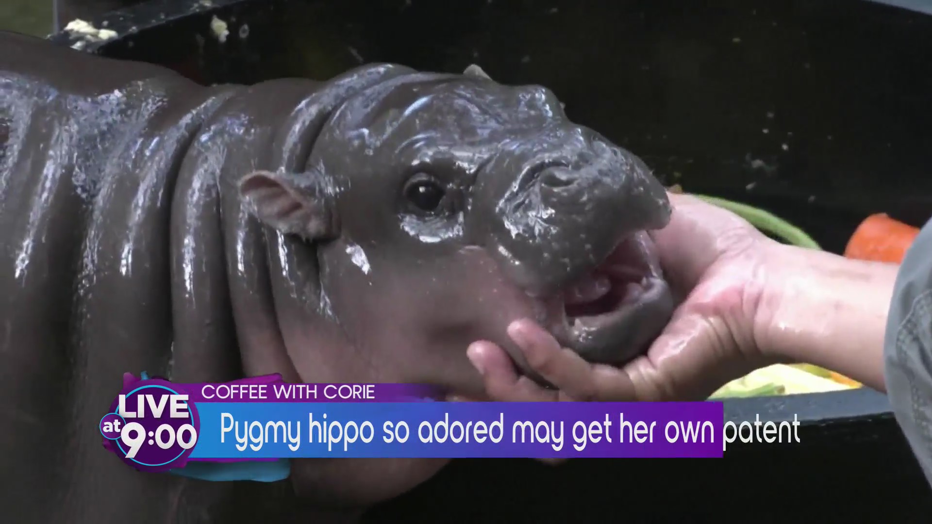 Baby Hippo Goes Viral, TikTok’s Dirt-Eating Trend, and YouTube’s New ...