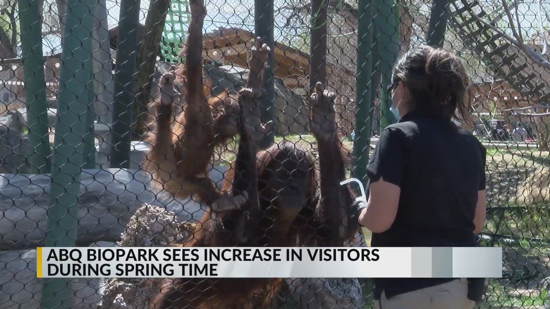 The ABQ BioPark Zoo has a lot to look forward to this spring – KRQE ...