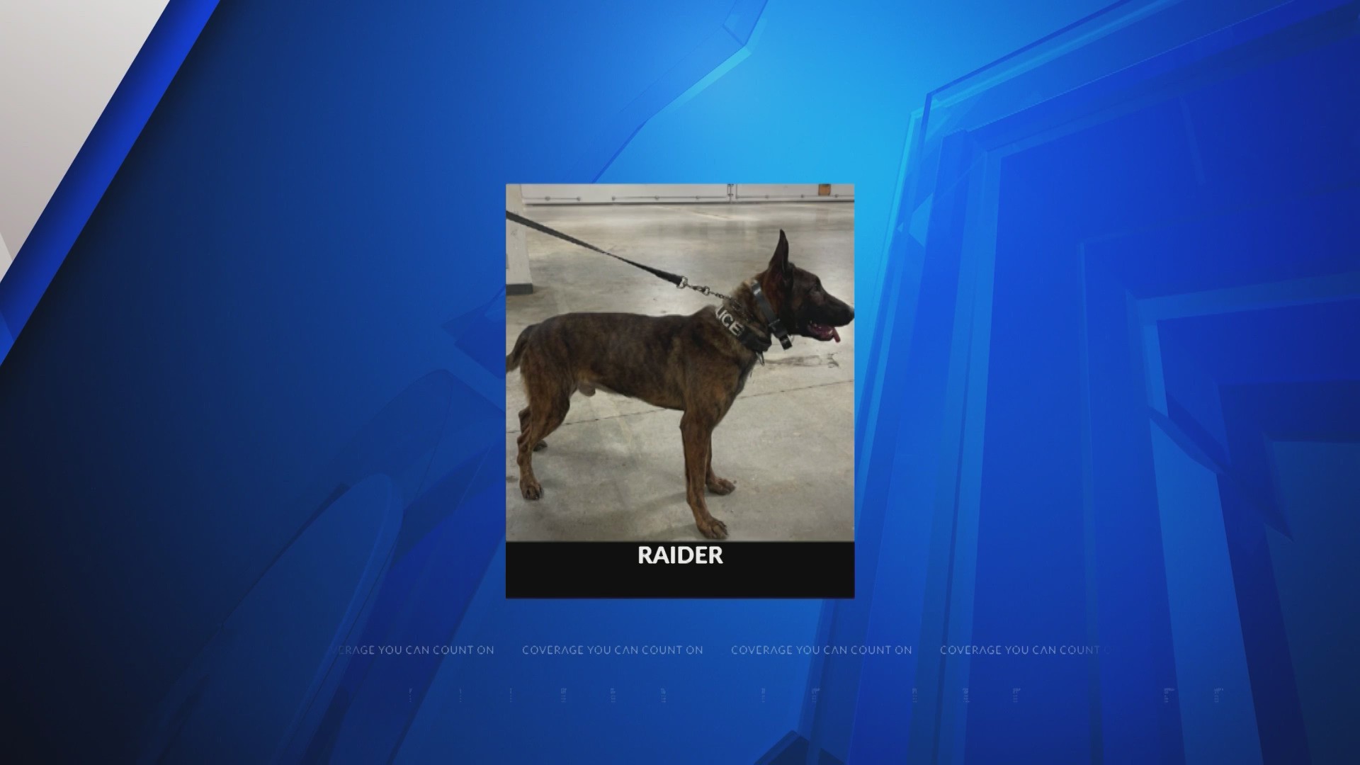 K-9 officer Raider goes missing in St. Louis County – FOX 2