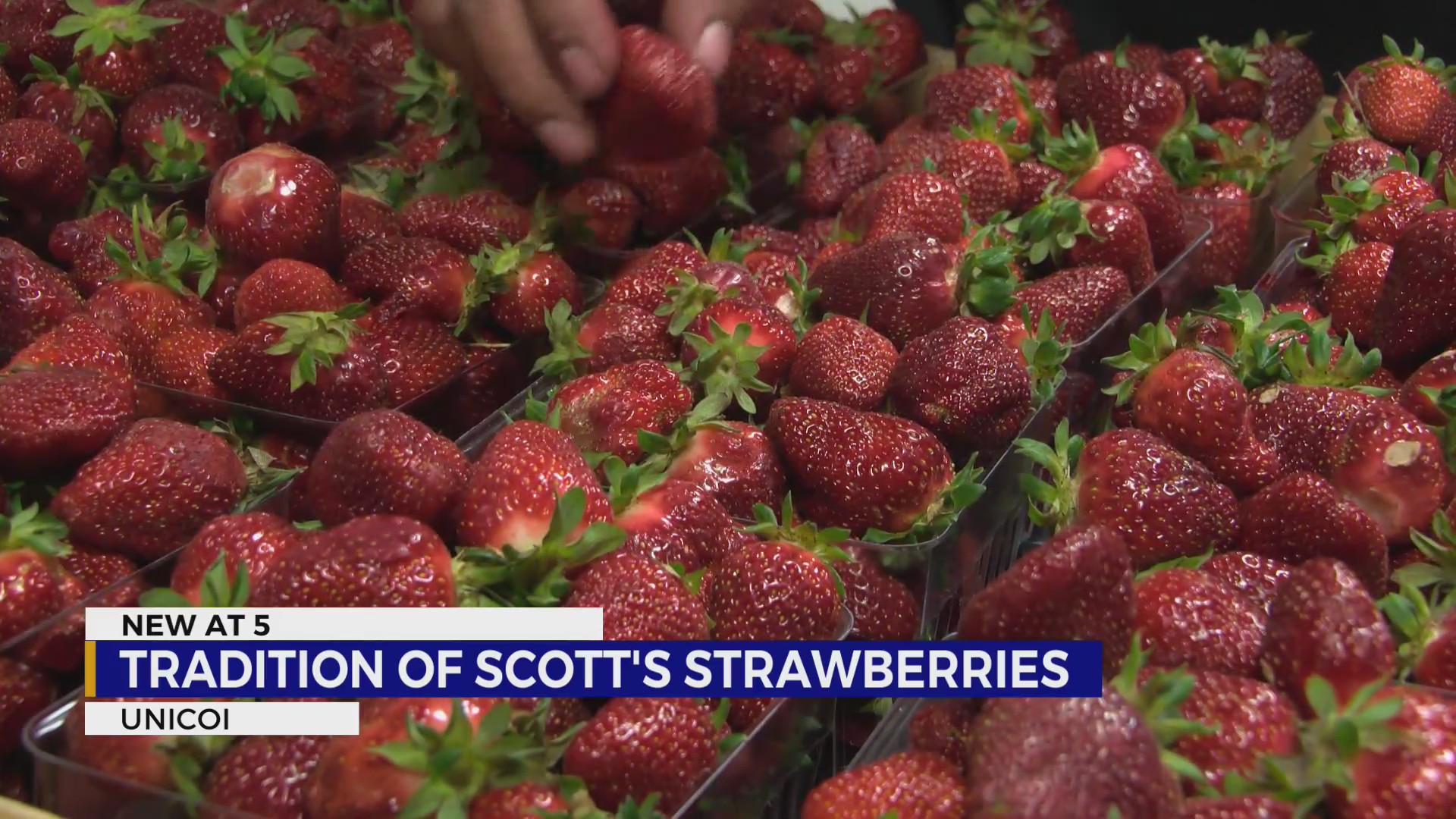 Customers take pick of Scott’s strawberries – WJHL | Tri-Cities News ...
