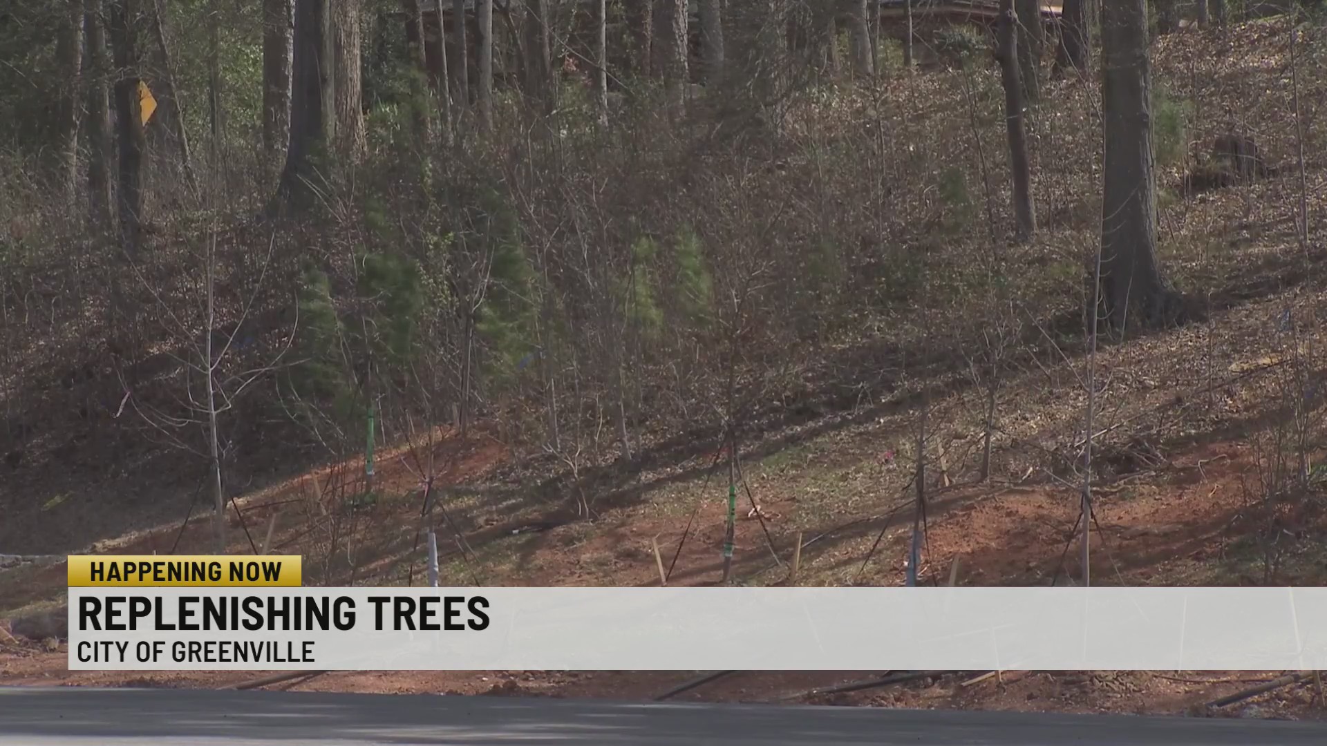 Since 2021, Greenville tree ordinance raised nearly $2M – WSPA 7NEWS