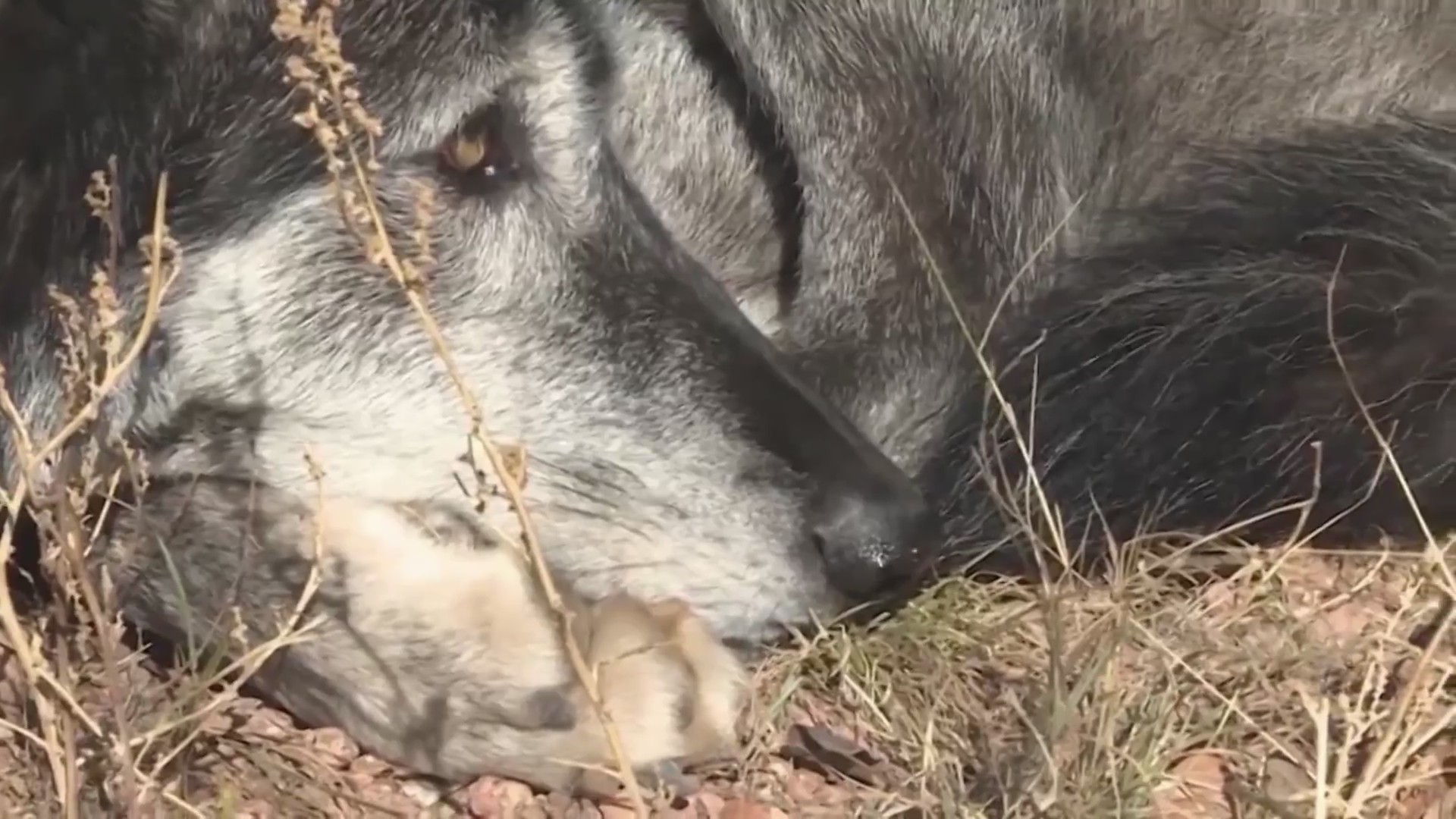 Analysts weigh in on bill to eliminate federal protections for gray ...