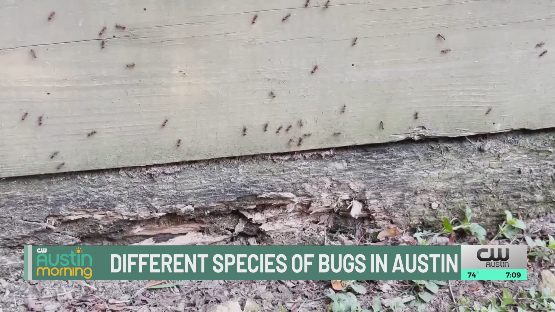 KXAN Q&A: Bugs in Austin – KXAN Austin