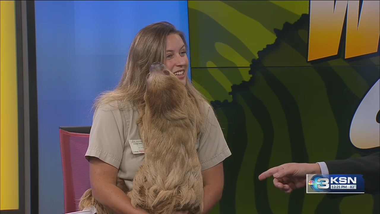 Wild Side: Chewie the sloth sees life upside down – KSN-TV