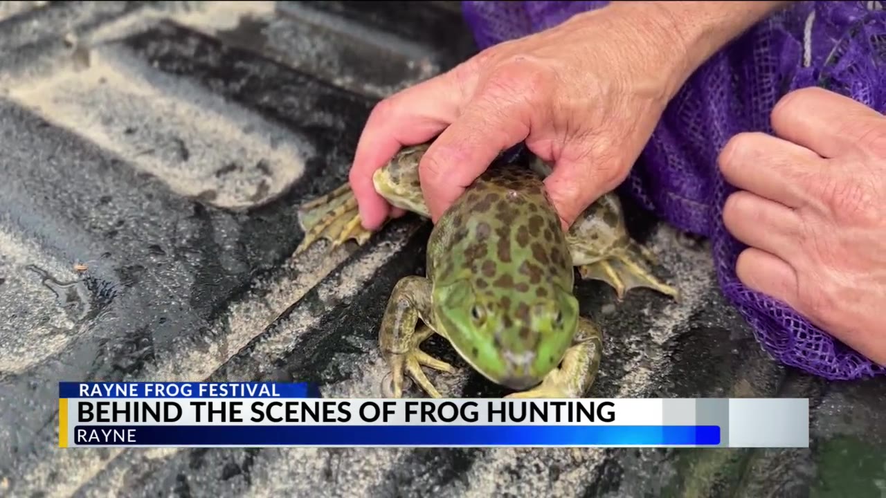 Behind the scenes of frog hunting – KLFY.com