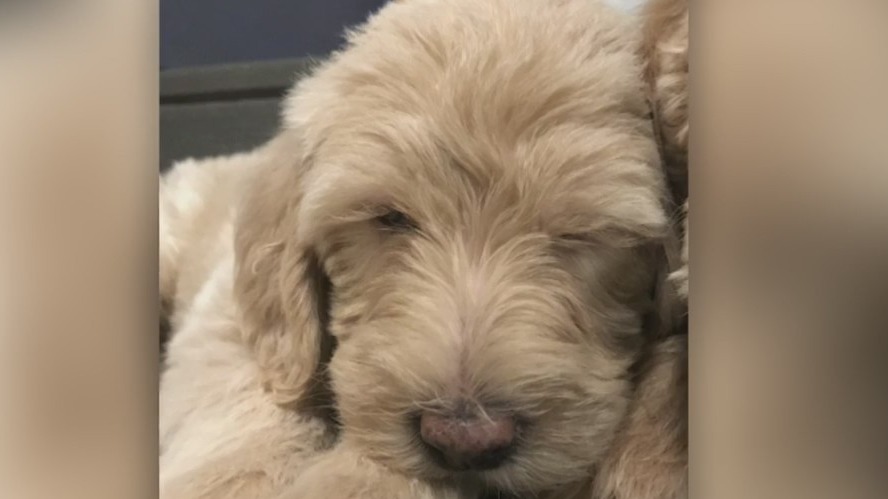 Second Chance Pets: Litter of seven puppies looking for forever home ...