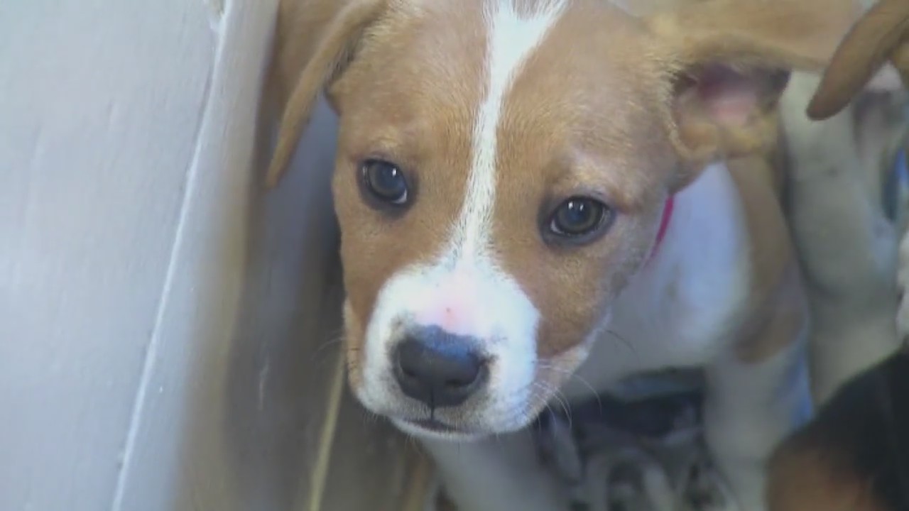 Humane law enforcement urge caution – NEWS10 ABC