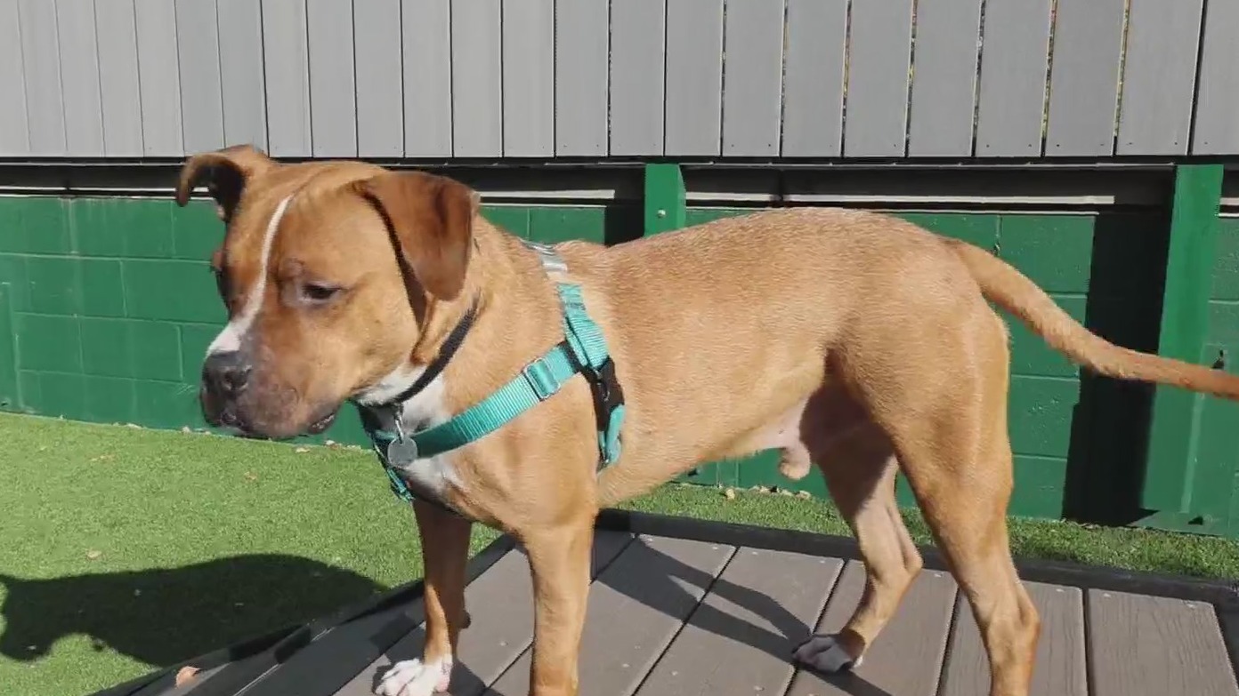 PAWS Chicago Pet of the Week: Isaiah – WGN-TV