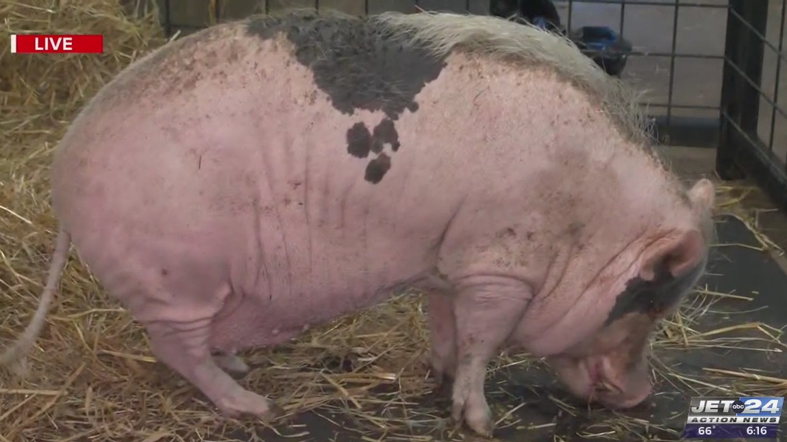 Wild Stuff: Wilbur the pig – WJET/WFXP/YourErie.com