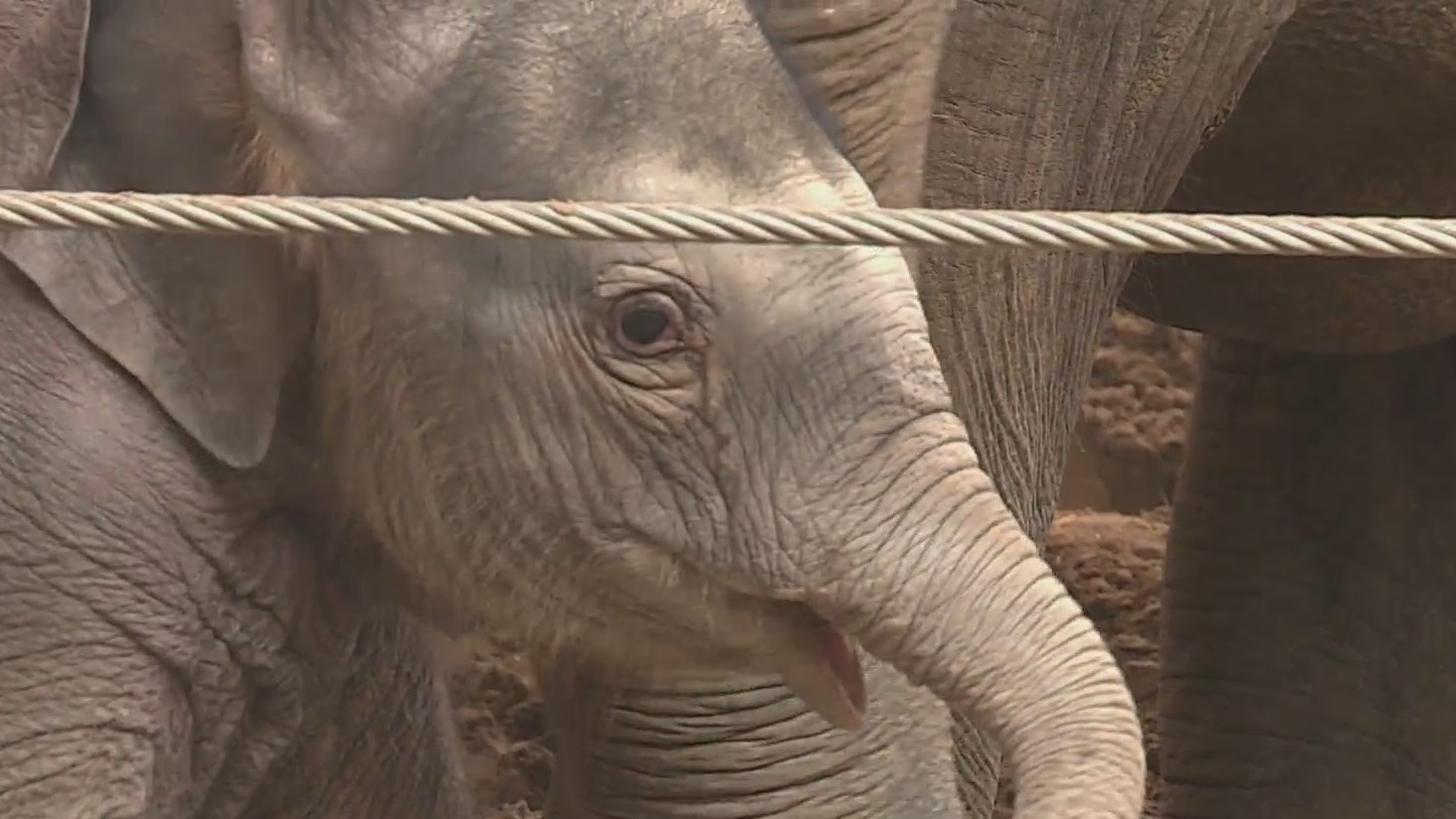 Tula-Tu makes debut at the Oregon Zoo – KOIN.com