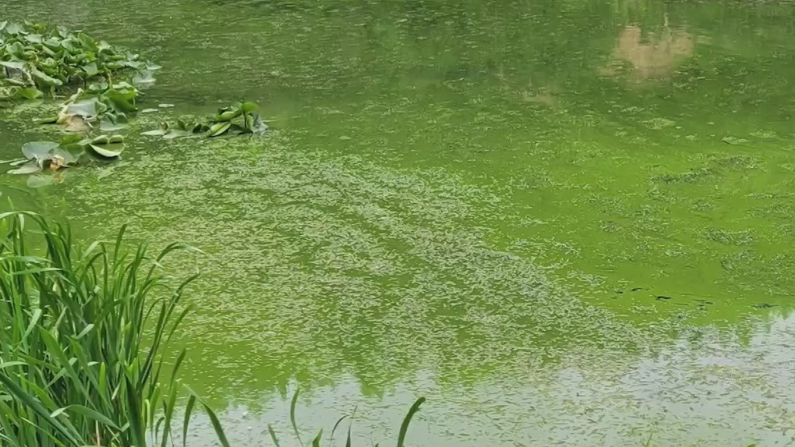 Harmful algae blooms found in water throughout Oregon – KOIN.com