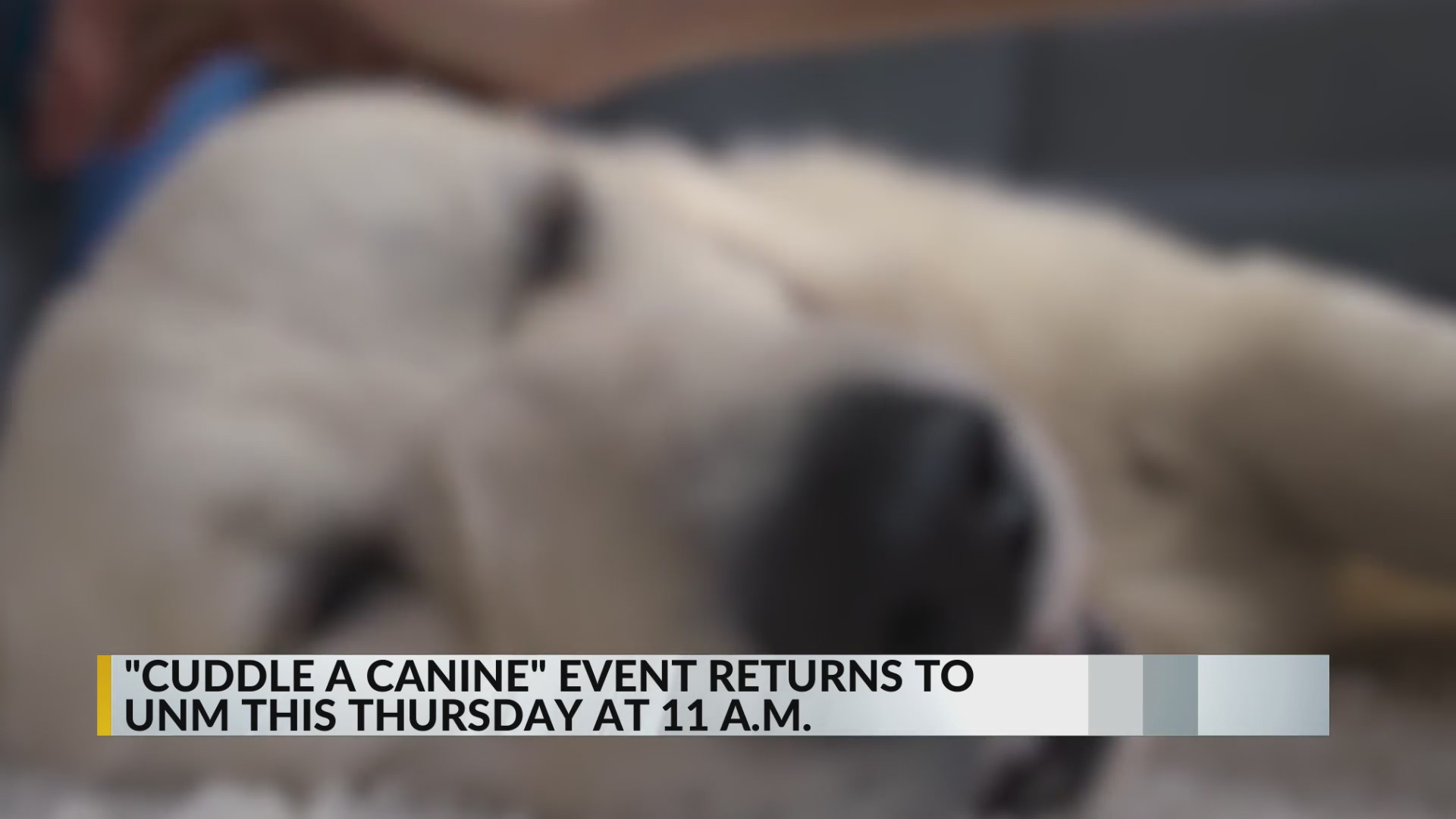 ‘Cuddle a Canine’ event coming to UNM this fall – KRQE NEWS 13 ...