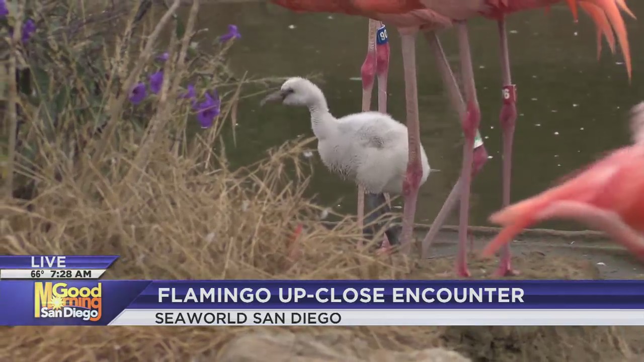 Close-up look at SeaWorld San Diego’s flamingo chicks – FOX 5 San Diego ...