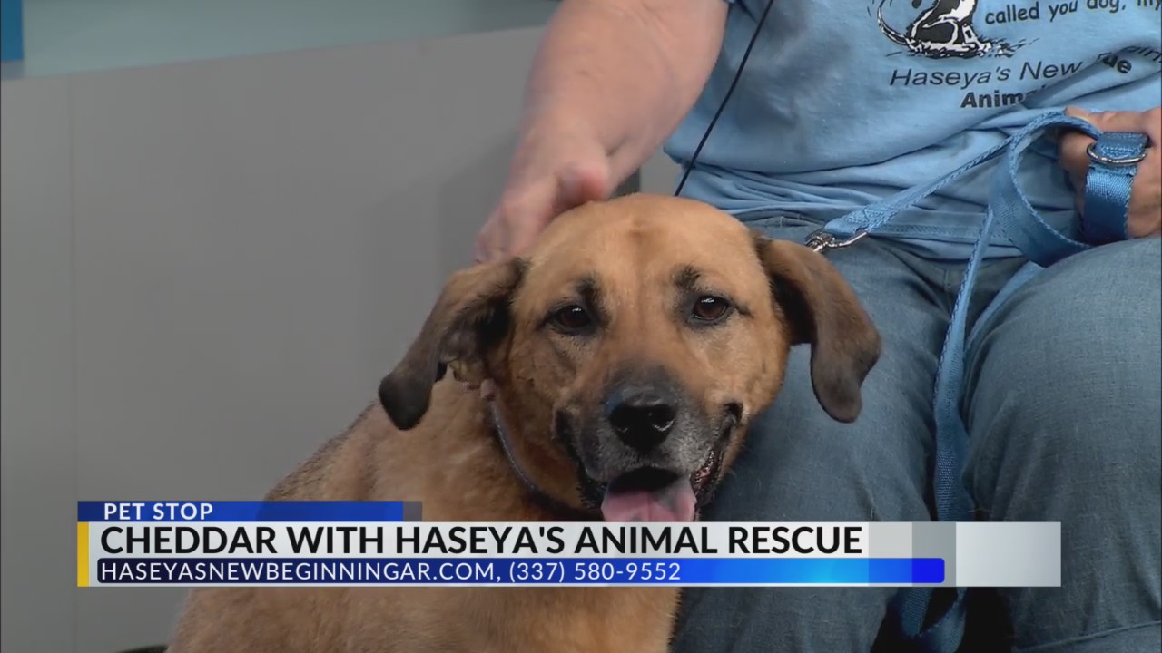 Pet Stop: Cheddar with Haseya’s New Beginning Animal Rescue – KLFY.com