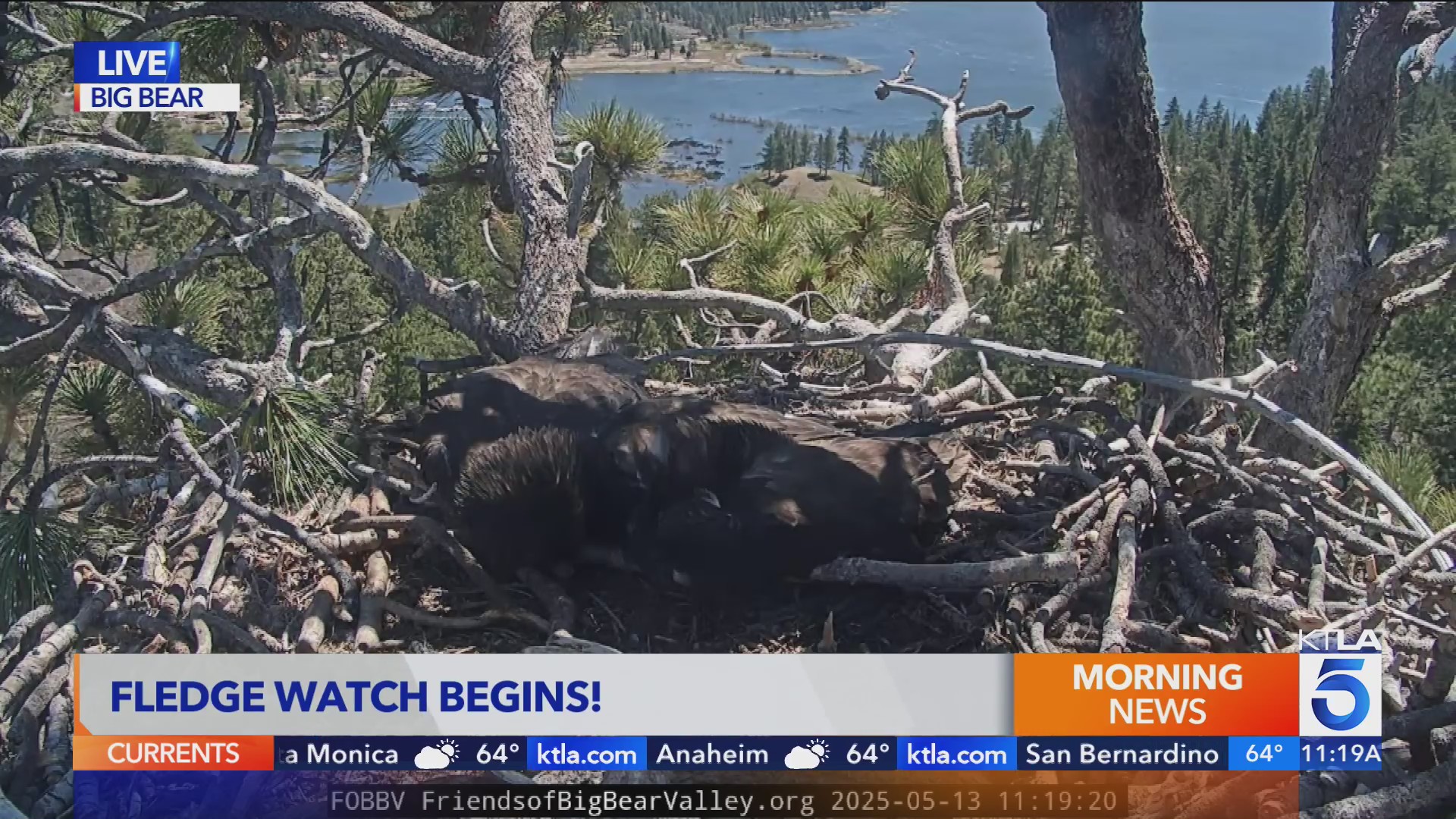 Big Bear bald eagle chicks ready to take flight – KGET 17 News