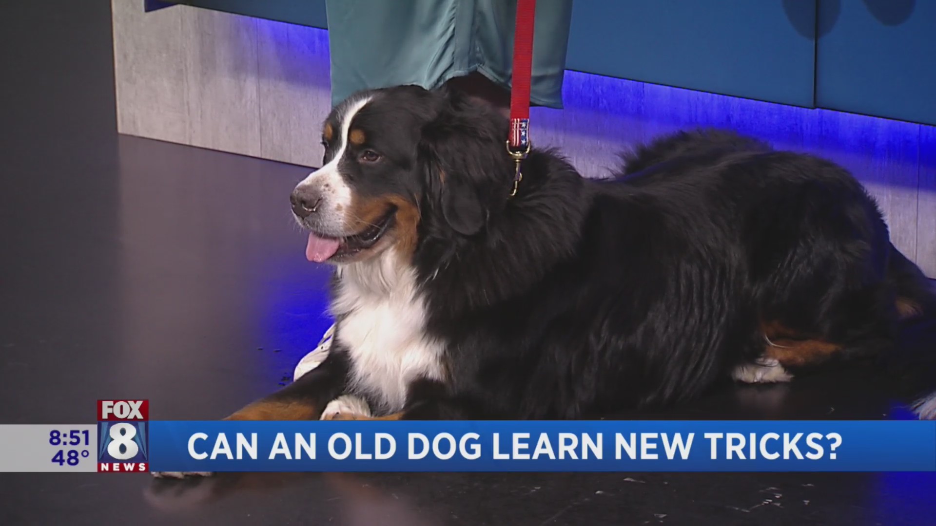 WATCH: Meet George, Stacey Frey’s new dog – Fox 8 Cleveland WJW