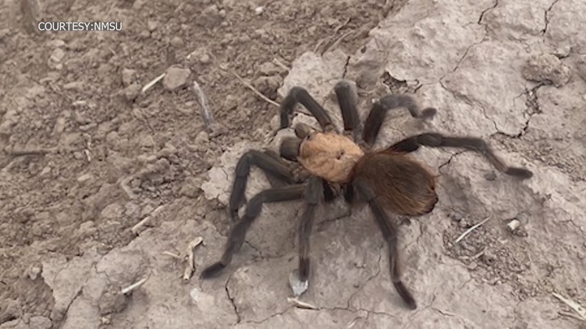 Why you may be seeing more tarantulas in New Mexico right now – KRQE ...