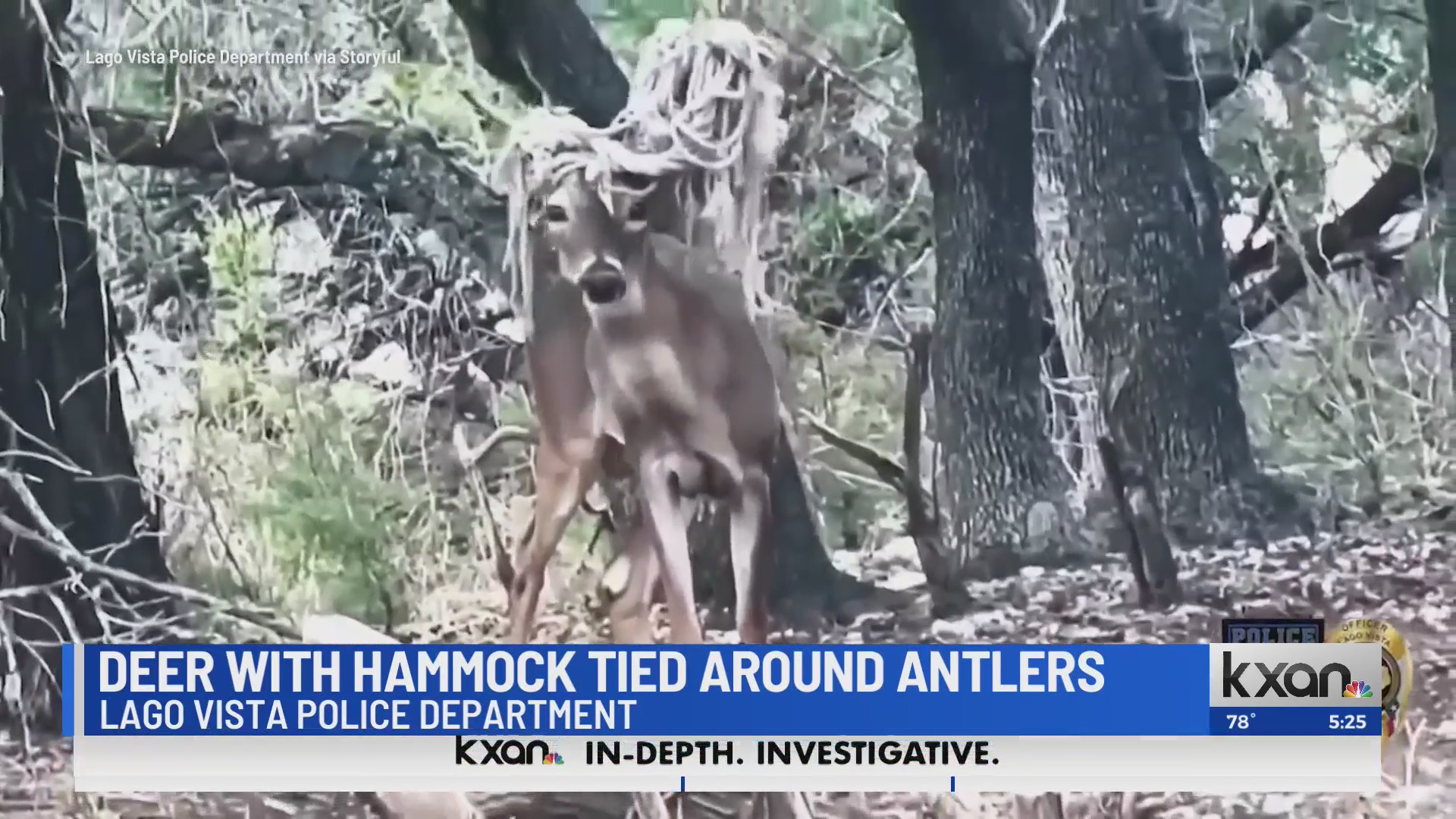 ‘Emo’ deer spotted in Lago Vista, wildlife experts say he’s fine – PIX11
