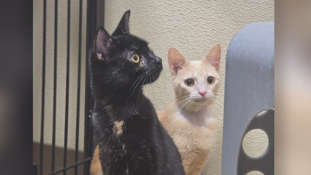 Ruby and Tourmaline looking for their forever home – KOIN.com