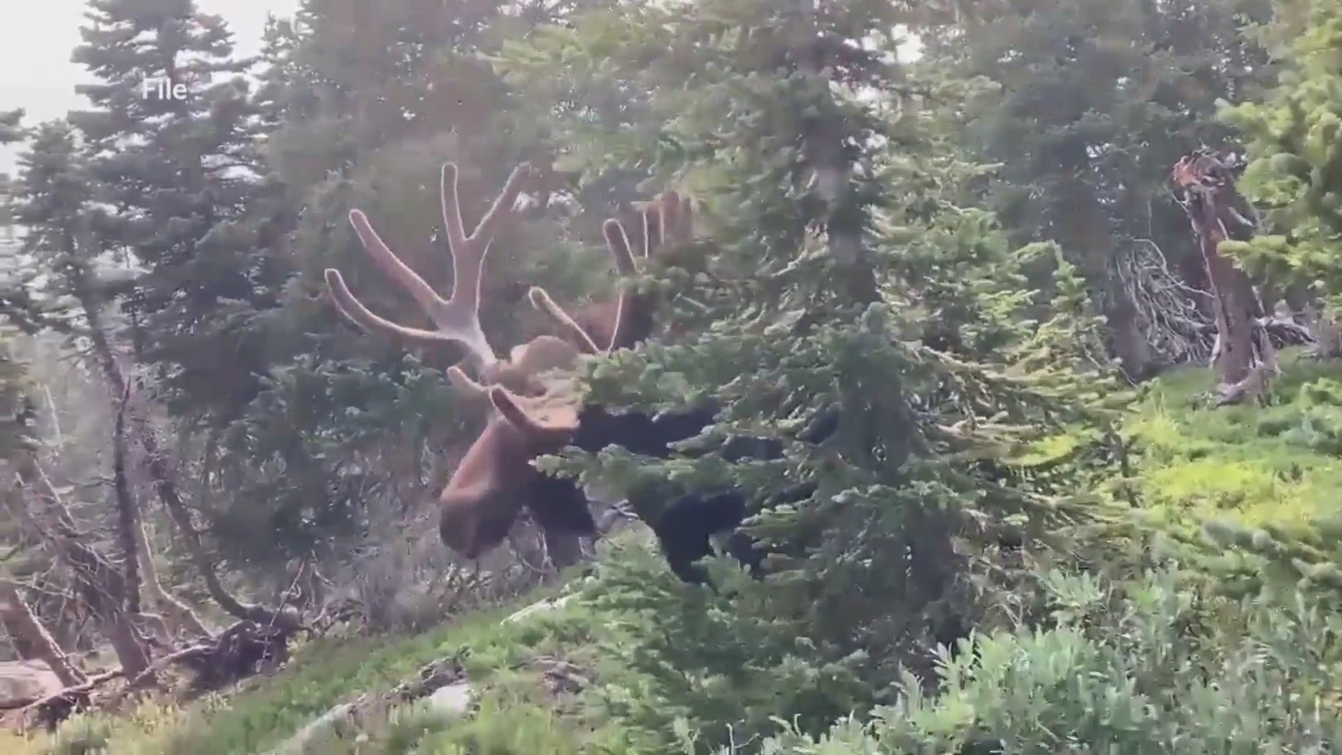 CPW warns of cow moose aggression toward dogs after 3 reported attacks ...