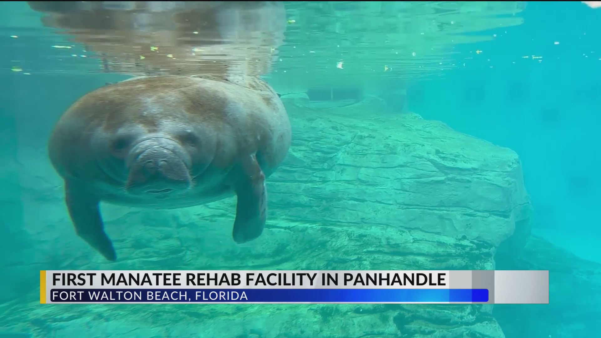 Gulfarium opens Manatee Cove as cold weather threatens Florida’s ...