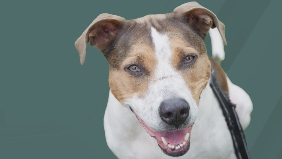 ‘Kennel capacity is tight’: Multnomah County Animal Services officials ...