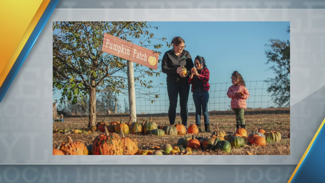 Lyles Station Fall Corn Maze (9/24/2025) – Eyewitness News (WEHT/WTVW)
